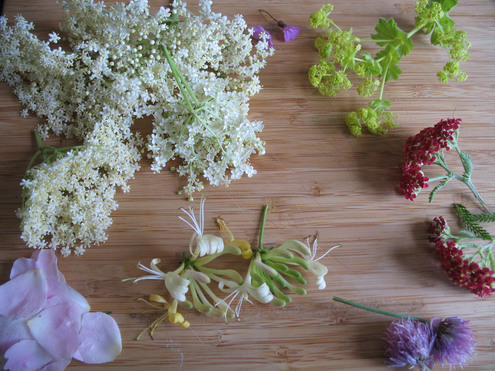 Flower Fritters | Urban Herbology