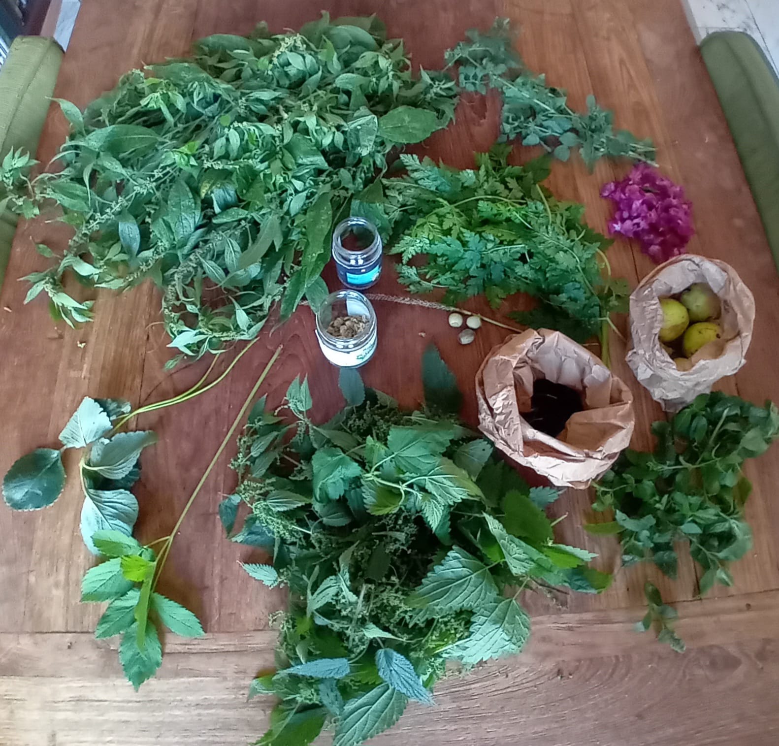 Foraged only | Urban Herbology